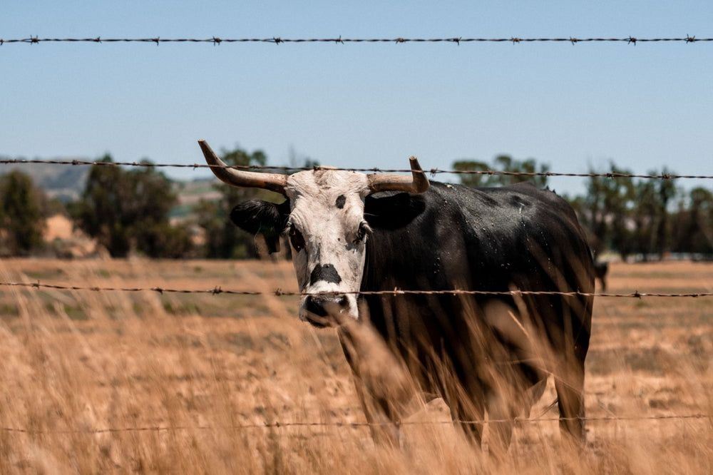 Stanly Ranch Napa, Luxury 5-Night Stay | Over The Moon