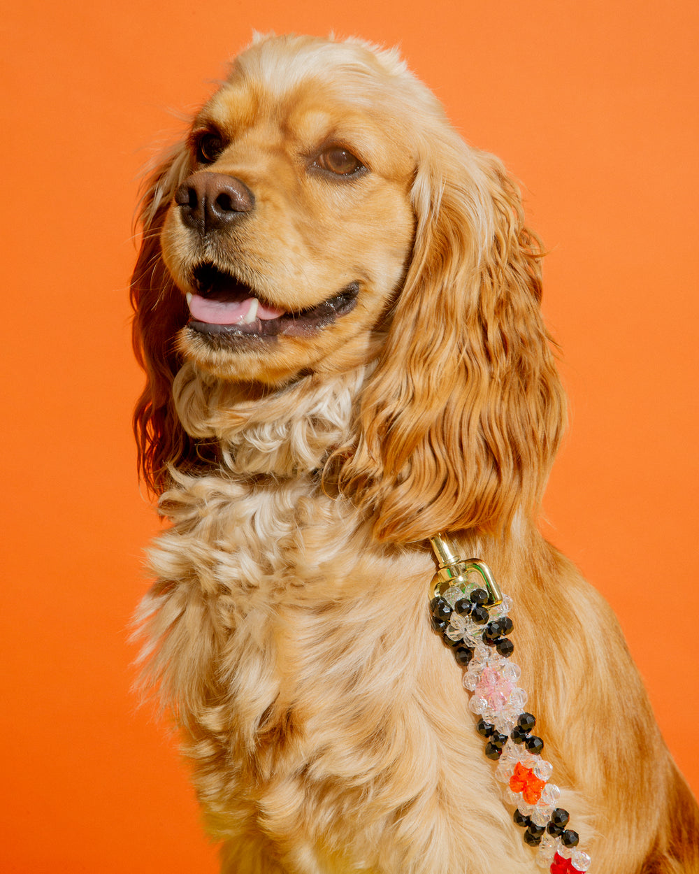 Seltzer Dog Leash | Over The Moon